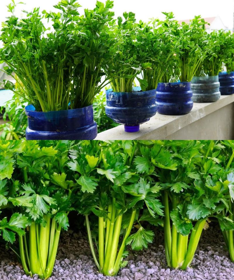Organic Consumers Association of Australia on LinkedIn: 7 Essential ... Organic Consumers Association of Australia on LinkedIn: 7 Essential ...