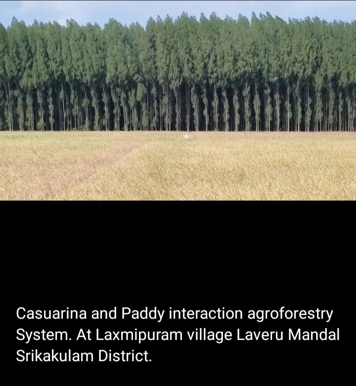 Rakesh Kumar Behera on LinkedIn: #plantation Rakesh Kumar Behera on LinkedIn: #plantation