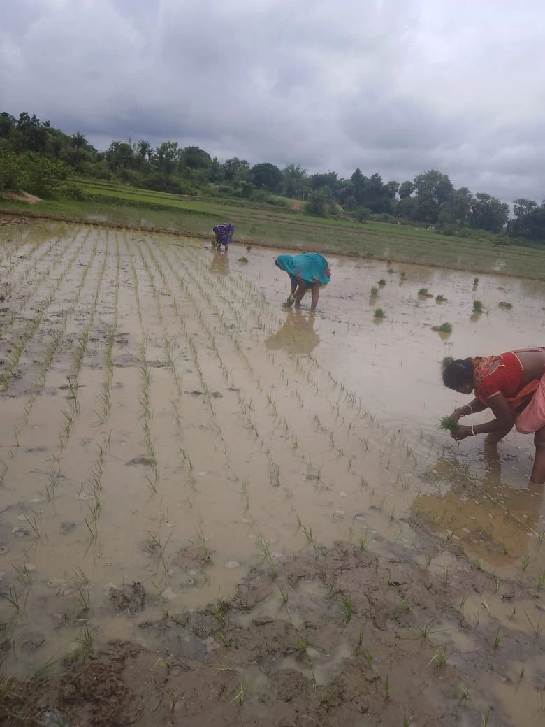 Niranjan Tiwari on LinkedIn: #nrlm #jslps #linesowing #paddyseed # ... Niranjan Tiwari on LinkedIn: #nrlm #jslps #linesowing #paddyseed # ...