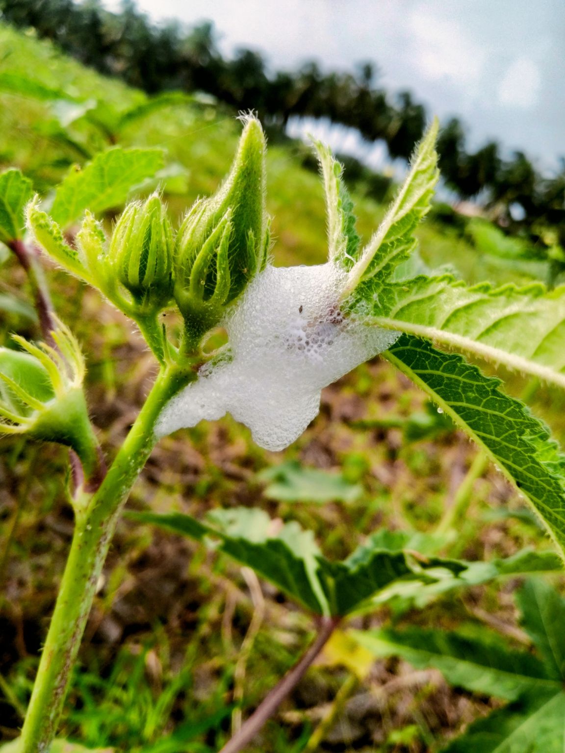 Jayesh Joshi on LinkedIn: Spittle bug on okra crop. Jayesh Joshi on LinkedIn: Spittle bug on okra crop.