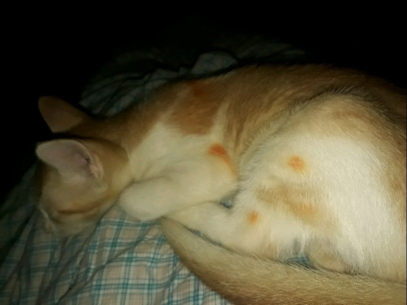 Freelancer Mohammad Omar Faruque on LinkedIn: #catlover Freelancer Mohammad Omar Faruque on LinkedIn: #catlover