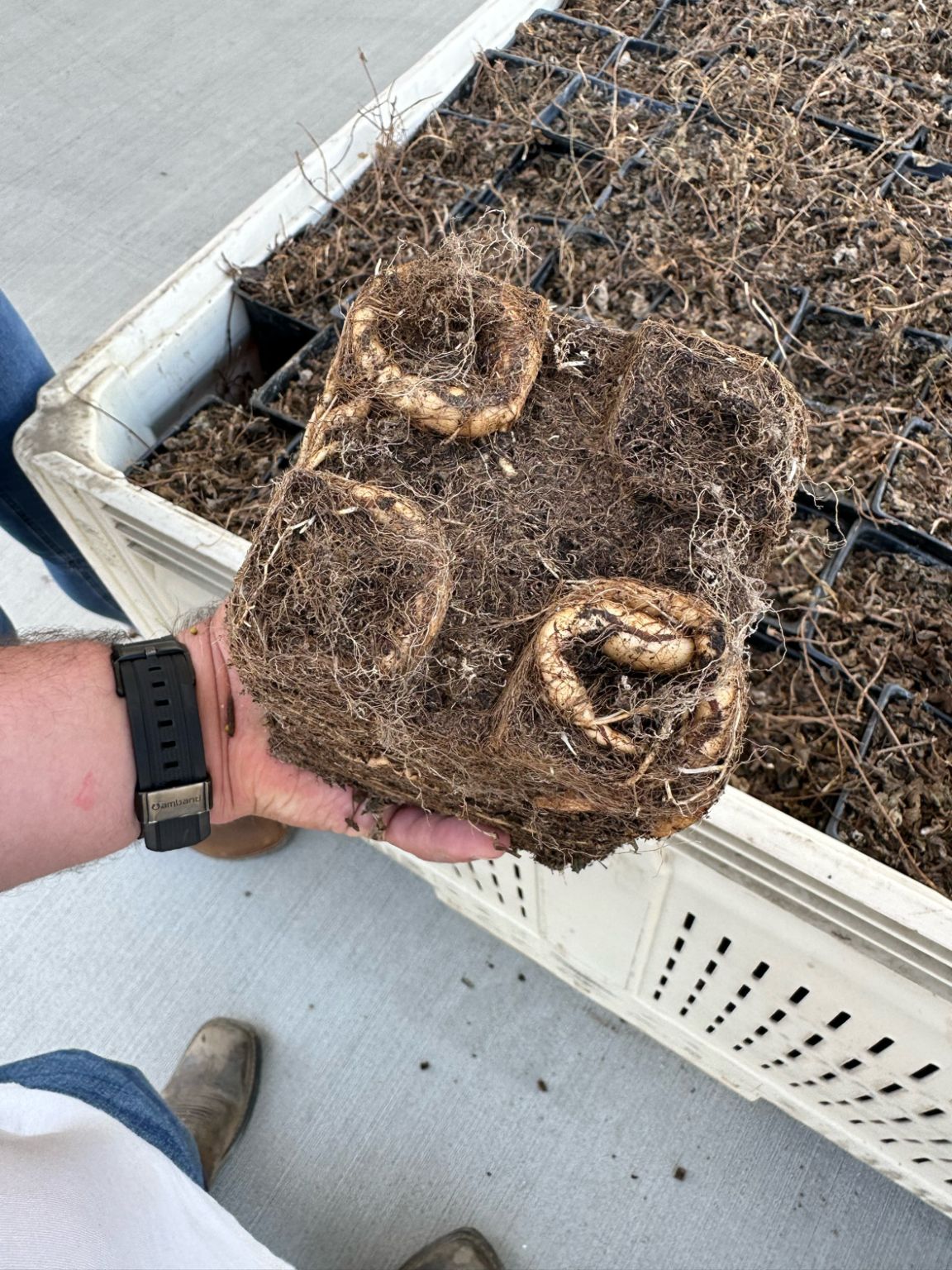 Levi Wyatt on LinkedIn: #rootedinag #sustainableagriculture Levi Wyatt on LinkedIn: #rootedinag #sustainableagriculture