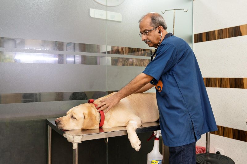 Surendra Kumar Pandey on LinkedIn: #vetlife #petcare #passion Surendra Kumar Pandey on LinkedIn: #vetlife #petcare #passion