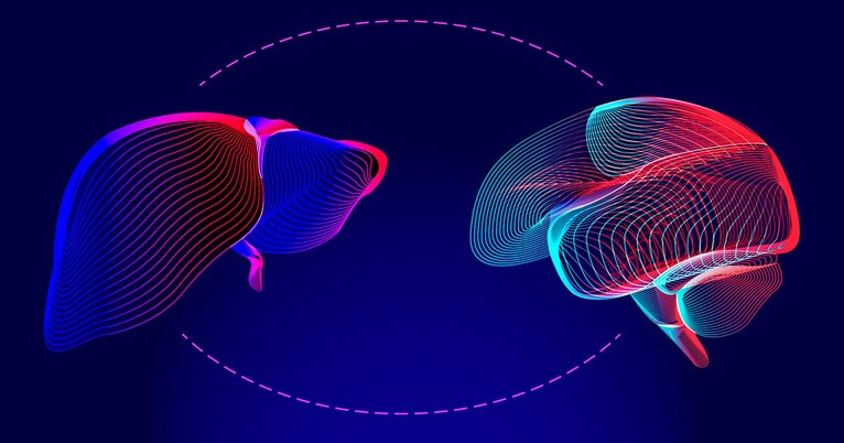 Yale University on LinkedIn: Yale researchers show how the liver can ... Yale University on LinkedIn: Yale researchers show how the liver can ...