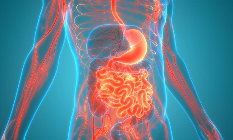Angelica Molas on LinkedIn: Optimising human small intestinal organoids ... Angelica Molas on LinkedIn: Optimising human small intestinal organoids ...