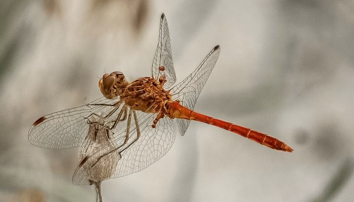 Asanka Lokuge on LinkedIn: 4 Cultural Meanings Of The Dragonfly + Why ... Asanka Lokuge on LinkedIn: 4 Cultural Meanings Of The Dragonfly + Why ...
