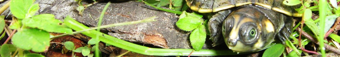 IUCN SSC Tortoise and Freshwater Turtle Specialist Group (TFTSG) on ... IUCN SSC Tortoise and Freshwater Turtle Specialist Group (TFTSG) on ...