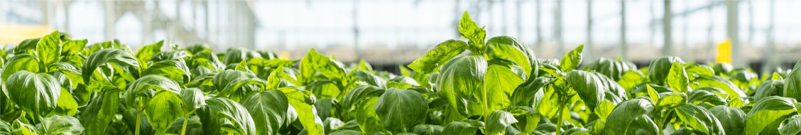 Gotham Greens | LinkedIn Gotham Greens | LinkedIn