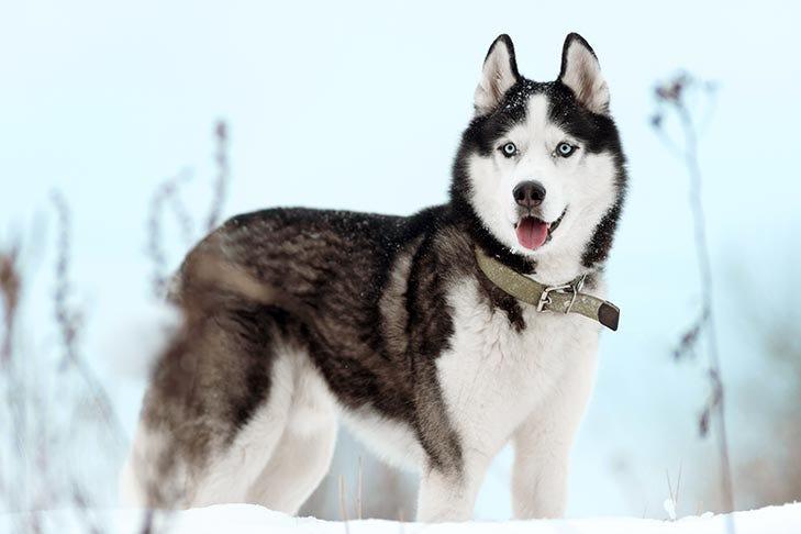 Abhinandan Sharma on LinkedIn: Setting up Husky🐶 and pre commit hooks ... Abhinandan Sharma on LinkedIn: Setting up Husky🐶 and pre commit hooks ...