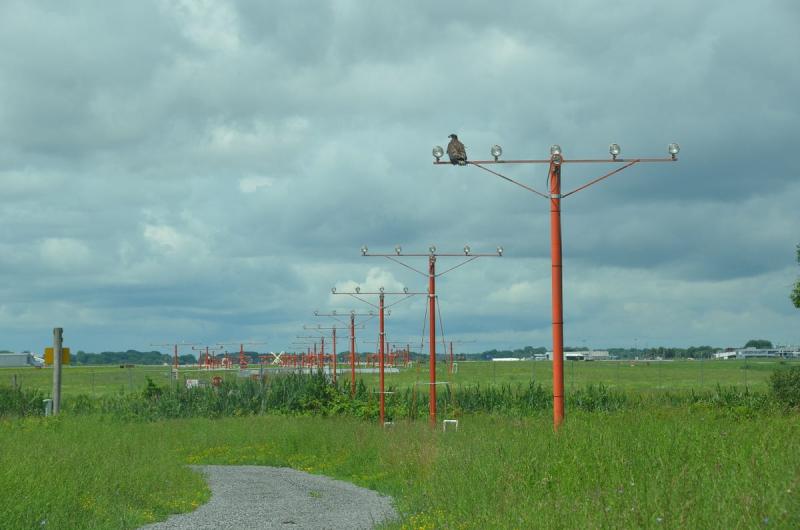 john weller on LinkedIn: FAA Seeks Birds-Eye View of Wildlife Incursions john weller on LinkedIn: FAA Seeks Birds-Eye View of Wildlife Incursions