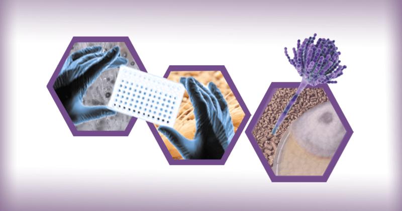 Mycotoxinsite on LinkedIn: Molecular approaches for detection of ... Mycotoxinsite on LinkedIn: Molecular approaches for detection of ...