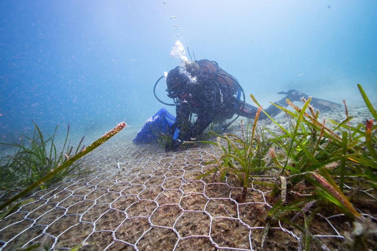 zeroCO2 su LinkedIn: Posidonia: l’innovativo progetto di riforestazione ... zeroCO2 su LinkedIn: Posidonia: l’innovativo progetto di riforestazione ...