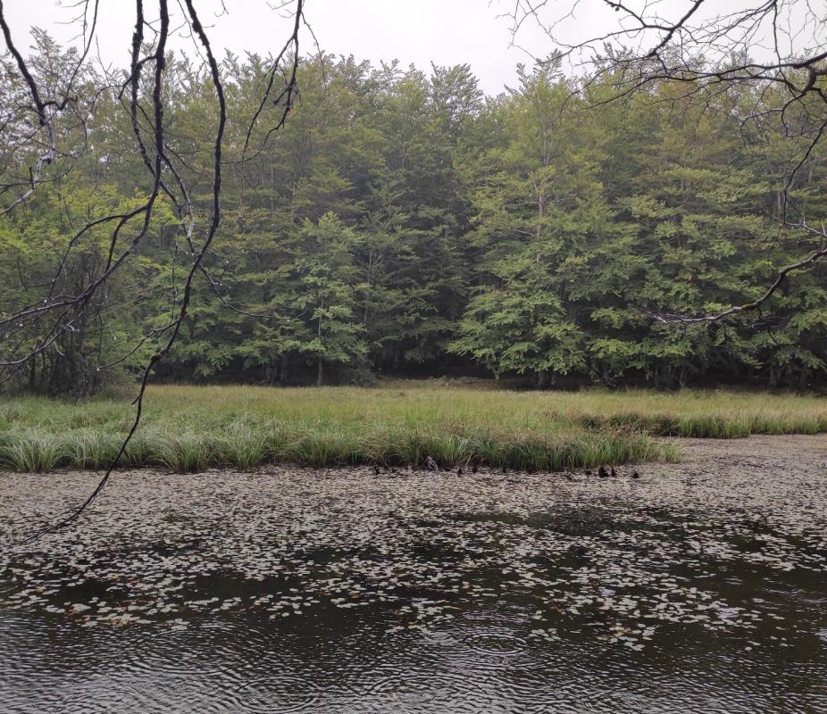 Alex Philp, Ph.D. on LinkedIn: Landscape ecological history supports ... Alex Philp, Ph.D. on LinkedIn: Landscape ecological history supports ...