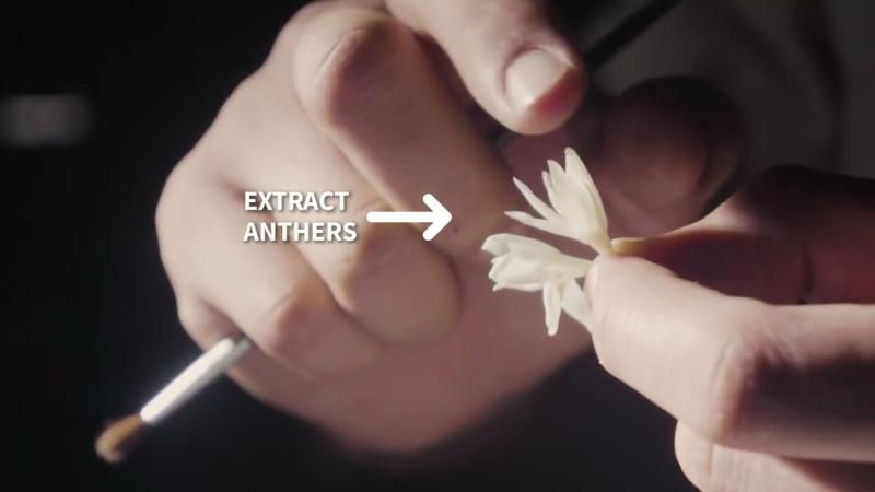 Joshua Harris, CPA on LinkedIn: Breeding at Flor Amarilla: How It Works ... Joshua Harris, CPA on LinkedIn: Breeding at Flor Amarilla: How It Works ...
