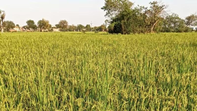 MAHA Farmers Producer Company LTD on LinkedIn: Sitharaman announces ... MAHA Farmers Producer Company LTD on LinkedIn: Sitharaman announces ...
