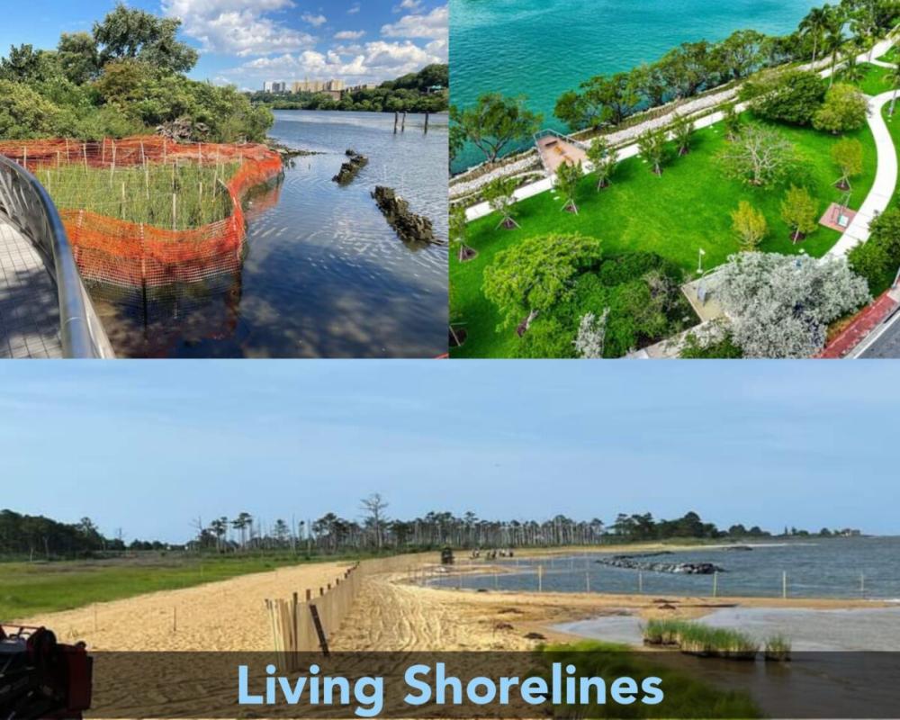 Mohd Suhel on LinkedIn: Living Shoreline: Importance, Types And ... Mohd Suhel on LinkedIn: Living Shoreline: Importance, Types And ...