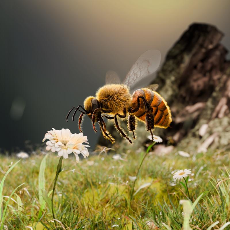 Daksh S. on LinkedIn: Bee, Daksh Saini Daksh S. on LinkedIn: Bee, Daksh Saini