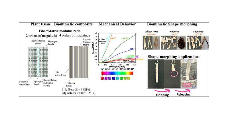 Mirit Sharabi, PhD on LinkedIn: Plant Biomimetic Principles of ... Mirit Sharabi, PhD on LinkedIn: Plant Biomimetic Principles of ...