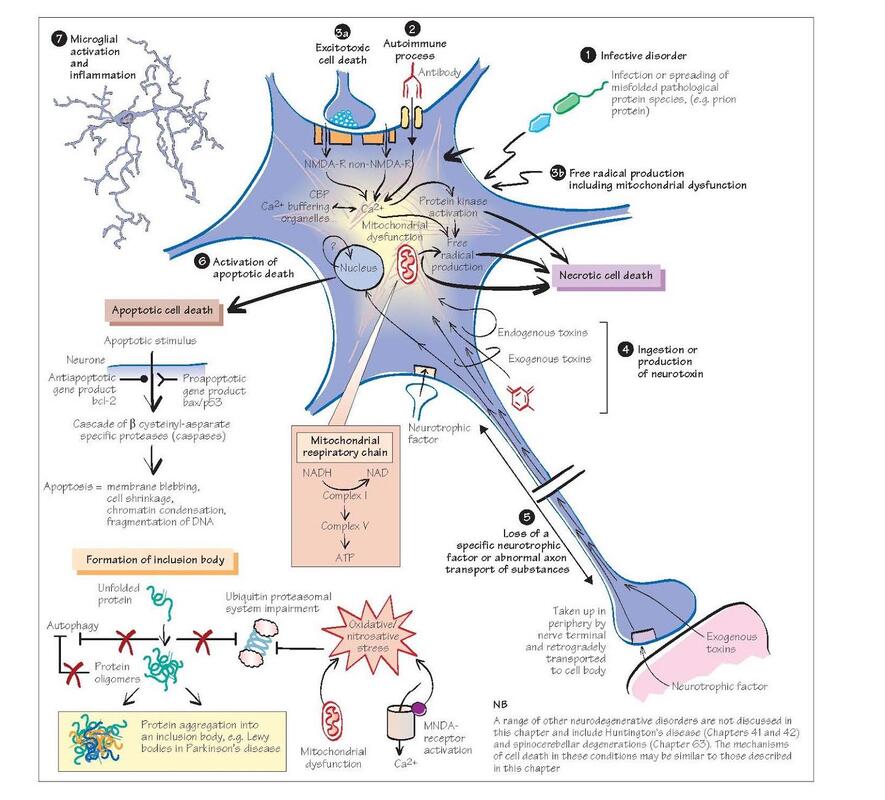 Syed Mujtaba on LinkedIn: Better Brain - Neurodegenerative Disorder Syed Mujtaba on LinkedIn: Better Brain - Neurodegenerative Disorder