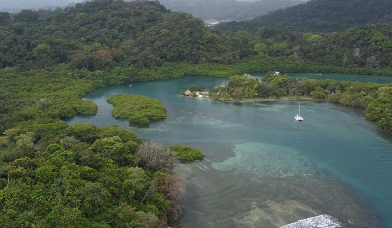 Stefano Fago on LinkedIn: Unlocking the secrets of mangroves Stefano Fago on LinkedIn: Unlocking the secrets of mangroves