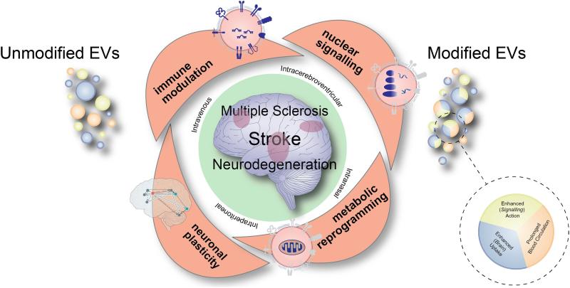 World Mitochondria Society on LinkedIn: Mitochondrial Extracellular ... World Mitochondria Society on LinkedIn: Mitochondrial Extracellular ...