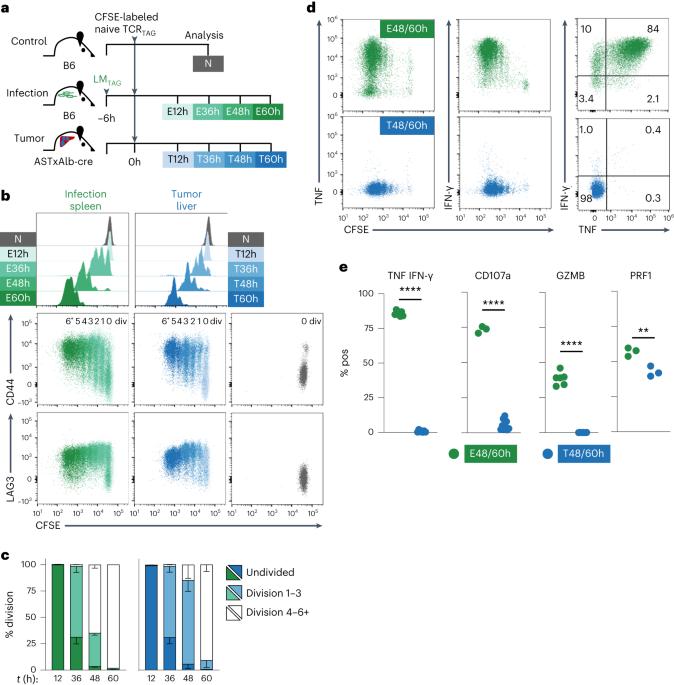 Dr. Anguraj Sadanandam, Ph.D. on LinkedIn: Hallmarks of CD8+ T cell ... Dr. Anguraj Sadanandam, Ph.D. on LinkedIn: Hallmarks of CD8+ T cell ...