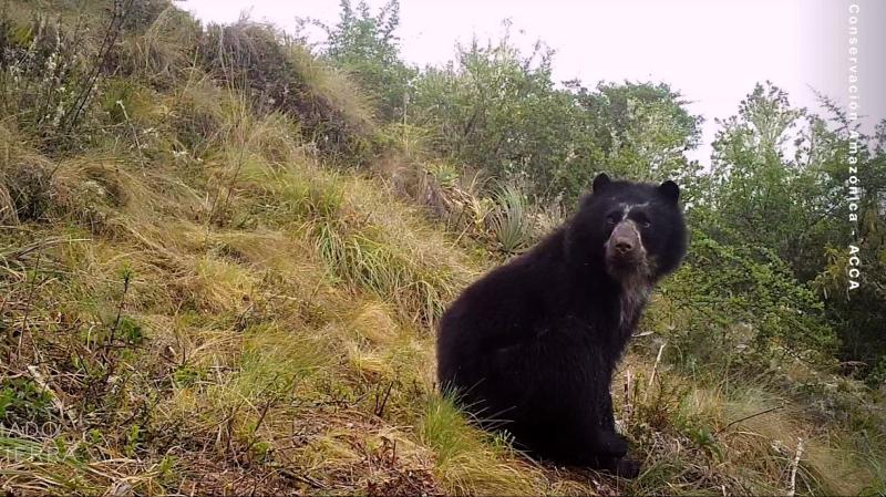 Carla De Inocencio Méndez on LinkedIn: La misión para salvar al oso ... Carla De Inocencio Méndez on LinkedIn: La misión para salvar al oso ...