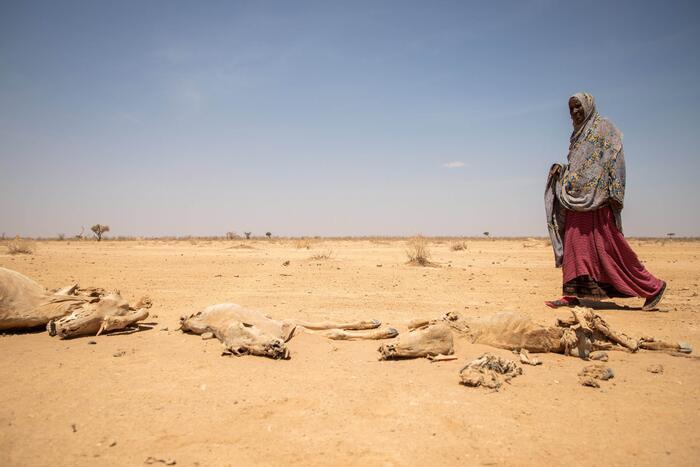 Mohamednur Roble on LinkedIn: FAO calls for anticipatory action to ... Mohamednur Roble on LinkedIn: FAO calls for anticipatory action to ...