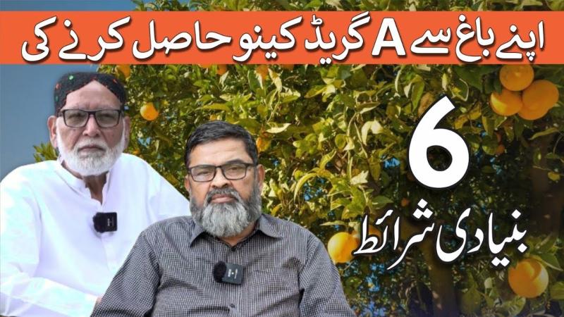 Hafiz Wasi Muhammad Khan on LinkedIn: A Grade citrus production will ... Hafiz Wasi Muhammad Khan on LinkedIn: A Grade citrus production will ...