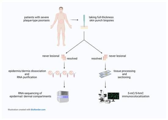Lajos Kemény on LinkedIn: Psoriatic Resolved Skin Epidermal ... Lajos Kemény on LinkedIn: Psoriatic Resolved Skin Epidermal ...