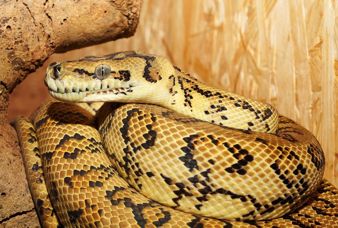 Jayed Rashid on LinkedIn: How To Use Pyscript To Create Python Web Apps Jayed Rashid on LinkedIn: How To Use Pyscript To Create Python Web Apps