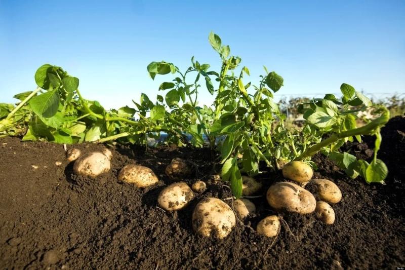 POTATOES NEWS TODAY on LinkedIn: Potential Impact of Proposed Water ... POTATOES NEWS TODAY on LinkedIn: Potential Impact of Proposed Water ...