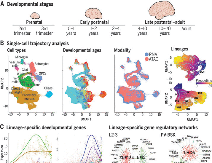 Yonatan Perez on LinkedIn: Single-cell analysis of prenatal and ... Yonatan Perez on LinkedIn: Single-cell analysis of prenatal and ...