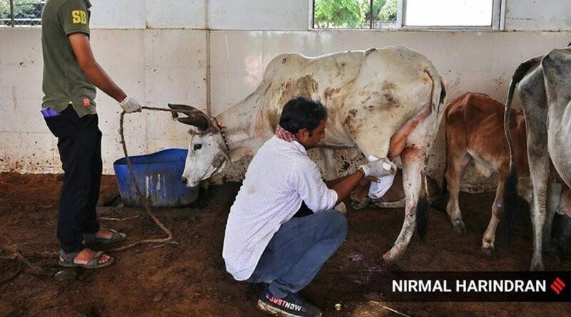 Maverick Media on LinkedIn: Amid lumpy skin disease outbreak, Centre ... Maverick Media on LinkedIn: Amid lumpy skin disease outbreak, Centre ...