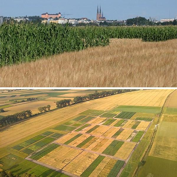 Riccardo Bommarco on LinkedIn: Diverse crop rotations can give greater ... Riccardo Bommarco on LinkedIn: Diverse crop rotations can give greater ...