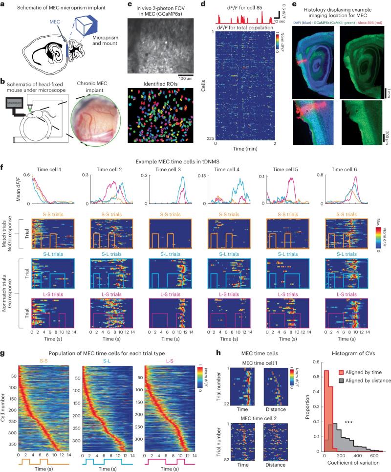 Christine Lainberger on LinkedIn: 'Time cells' in the brain are ... Christine Lainberger on LinkedIn: 'Time cells' in the brain are ...