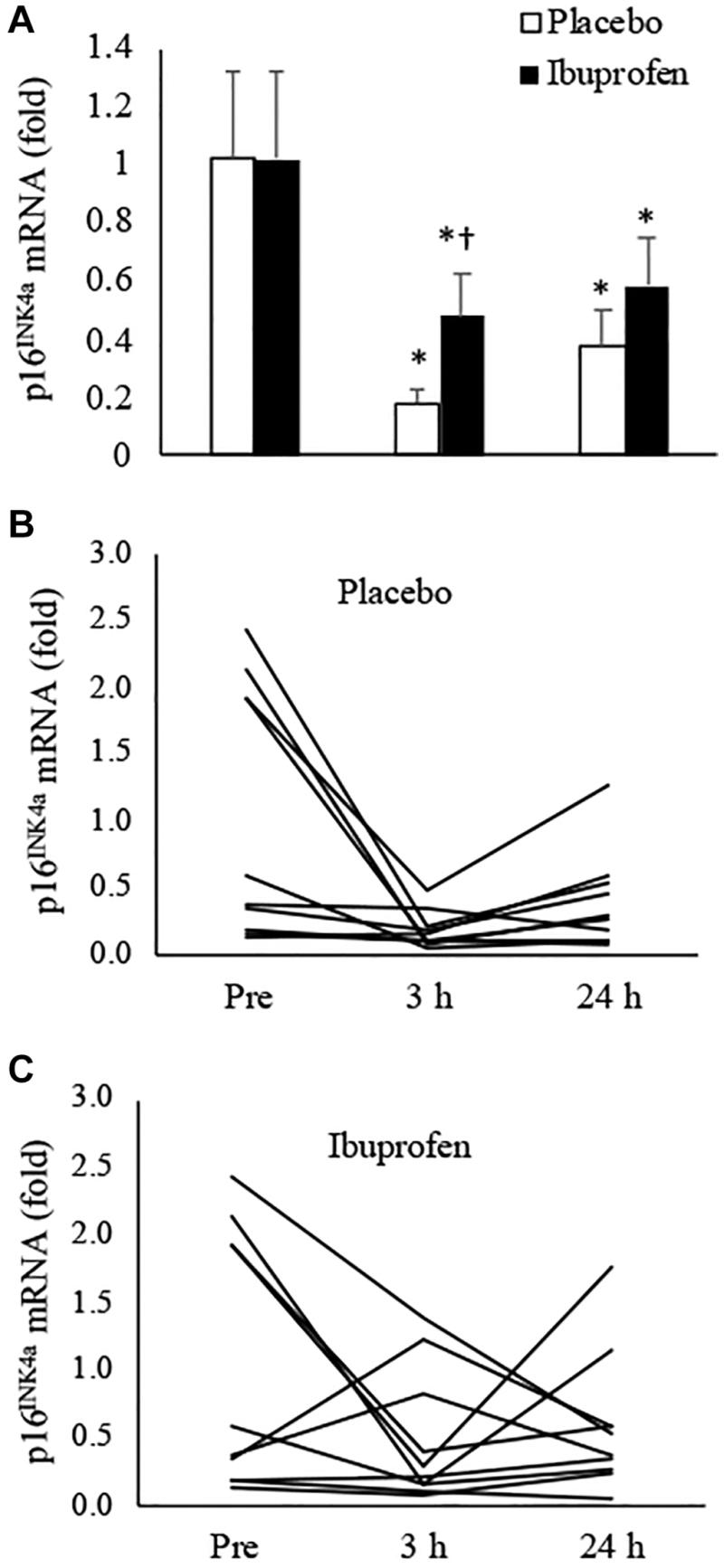 Victor Björk on LinkedIn: Senolytic effects of exercise in human ... Victor Björk on LinkedIn: Senolytic effects of exercise in human ...