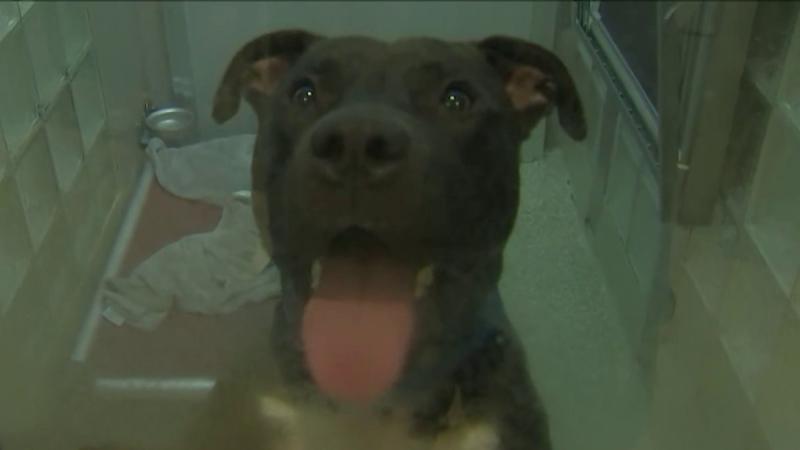 Alma Trotter on LinkedIn: DC Humane Rescue Alliance faces outbreak of ... Alma Trotter on LinkedIn: DC Humane Rescue Alliance faces outbreak of ...