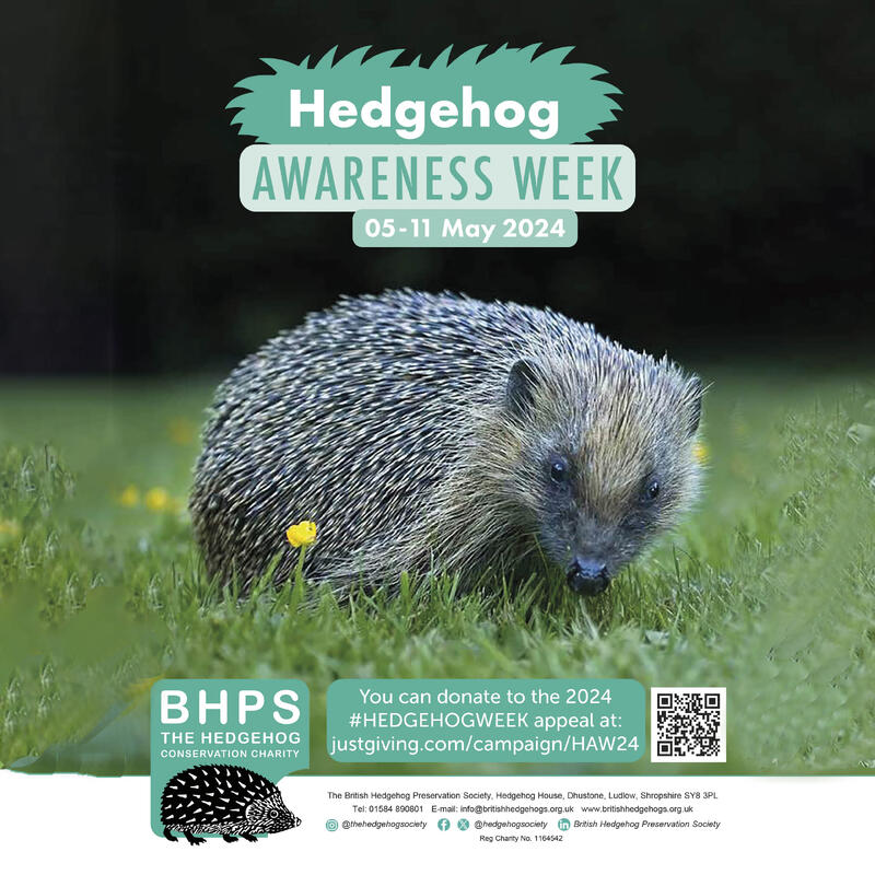 British Hedgehog Preservation Society on LinkedIn: Hedgehog Awareness ... British Hedgehog Preservation Society on LinkedIn: Hedgehog Awareness ...