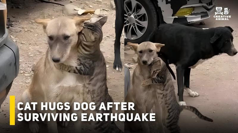 Britt Lundkvist on LinkedIn: Rescue Operation for Cats and Dogs in ... Britt Lundkvist on LinkedIn: Rescue Operation for Cats and Dogs in ...