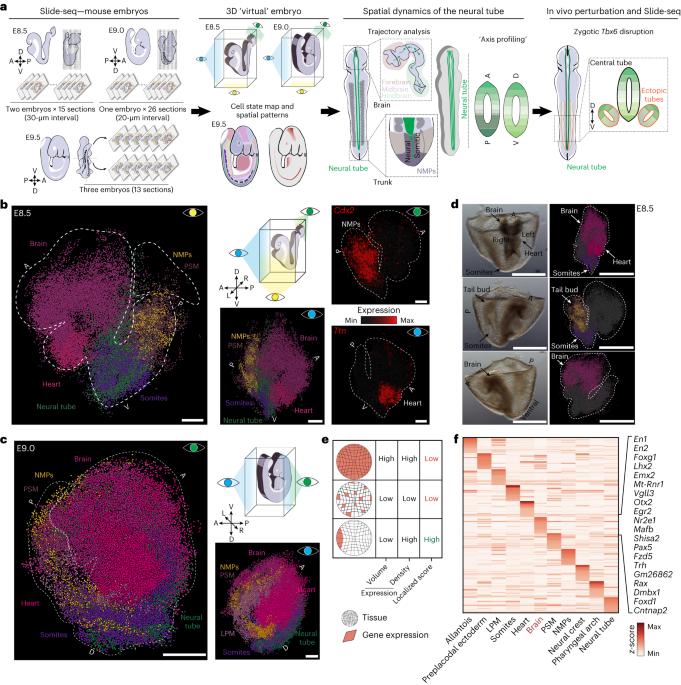 Abhishek Sampath Kumar on LinkedIn: Spatiotemporal transcriptomic maps ... Abhishek Sampath Kumar on LinkedIn: Spatiotemporal transcriptomic maps ...