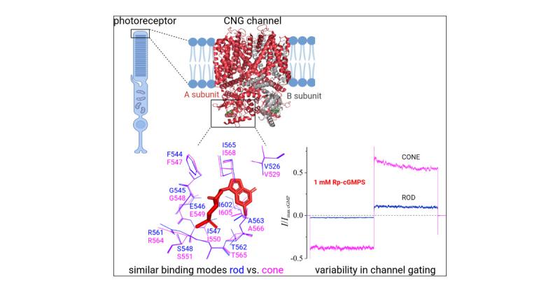 Sandeep Kesh on LinkedIn: Similar Binding Modes of cGMP Analogues Limit ... Sandeep Kesh on LinkedIn: Similar Binding Modes of cGMP Analogues Limit ...