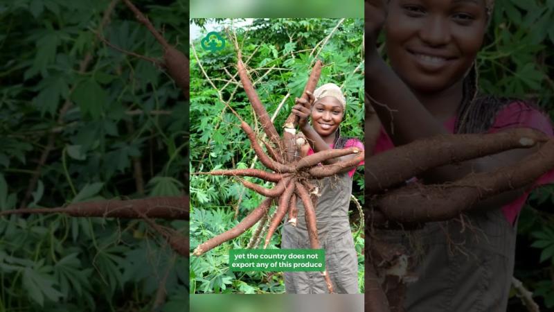 Light Ngobeni on LinkedIn: Why Nigeria does not export cassava, despite ... Light Ngobeni on LinkedIn: Why Nigeria does not export cassava, despite ...