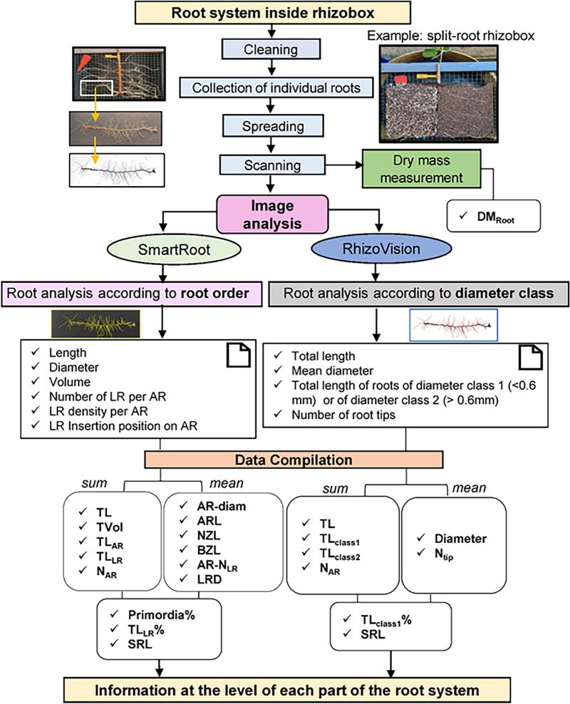 Lama Traboulsi on LinkedIn: Plasticity of the poplar root system in ... Lama Traboulsi on LinkedIn: Plasticity of the poplar root system in ...