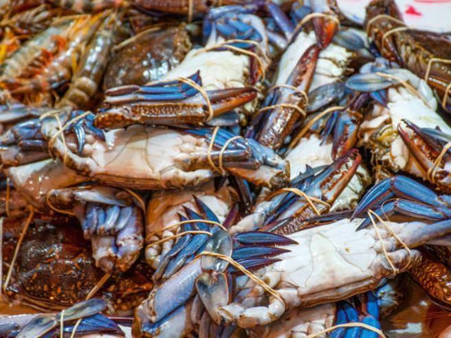 Giulia Chiola on LinkedIn: Granchio blu, il crostaceo con un alto ... Giulia Chiola on LinkedIn: Granchio blu, il crostaceo con un alto ...