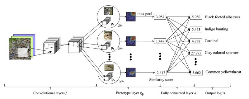 Skillenai on LinkedIn: Neural Prototype Trees Skillenai on LinkedIn: Neural Prototype Trees