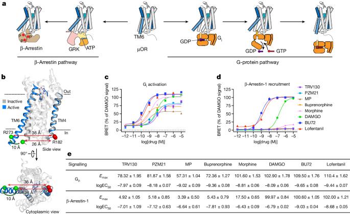 Ordo Fraterna Fibonacci on LinkedIn: Ligand efficacy modulates ... Ordo Fraterna Fibonacci on LinkedIn: Ligand efficacy modulates ...