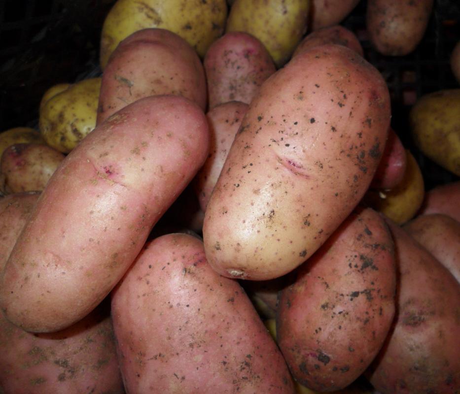POTATOES NEWS TODAY on LinkedIn: Ural breeders provide potato growers ... POTATOES NEWS TODAY on LinkedIn: Ural breeders provide potato growers ...