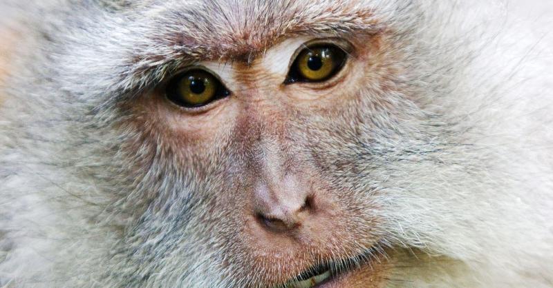 Sandra Henderson on LinkedIn: A Monkey Got a New Kidney From a Pig—and ... Sandra Henderson on LinkedIn: A Monkey Got a New Kidney From a Pig—and ...