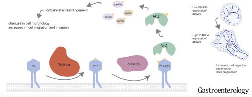 Tobias Riedl on LinkedIn: Phosphatidylinositol 4-kinase III alpha ... Tobias Riedl on LinkedIn: Phosphatidylinositol 4-kinase III alpha ...
